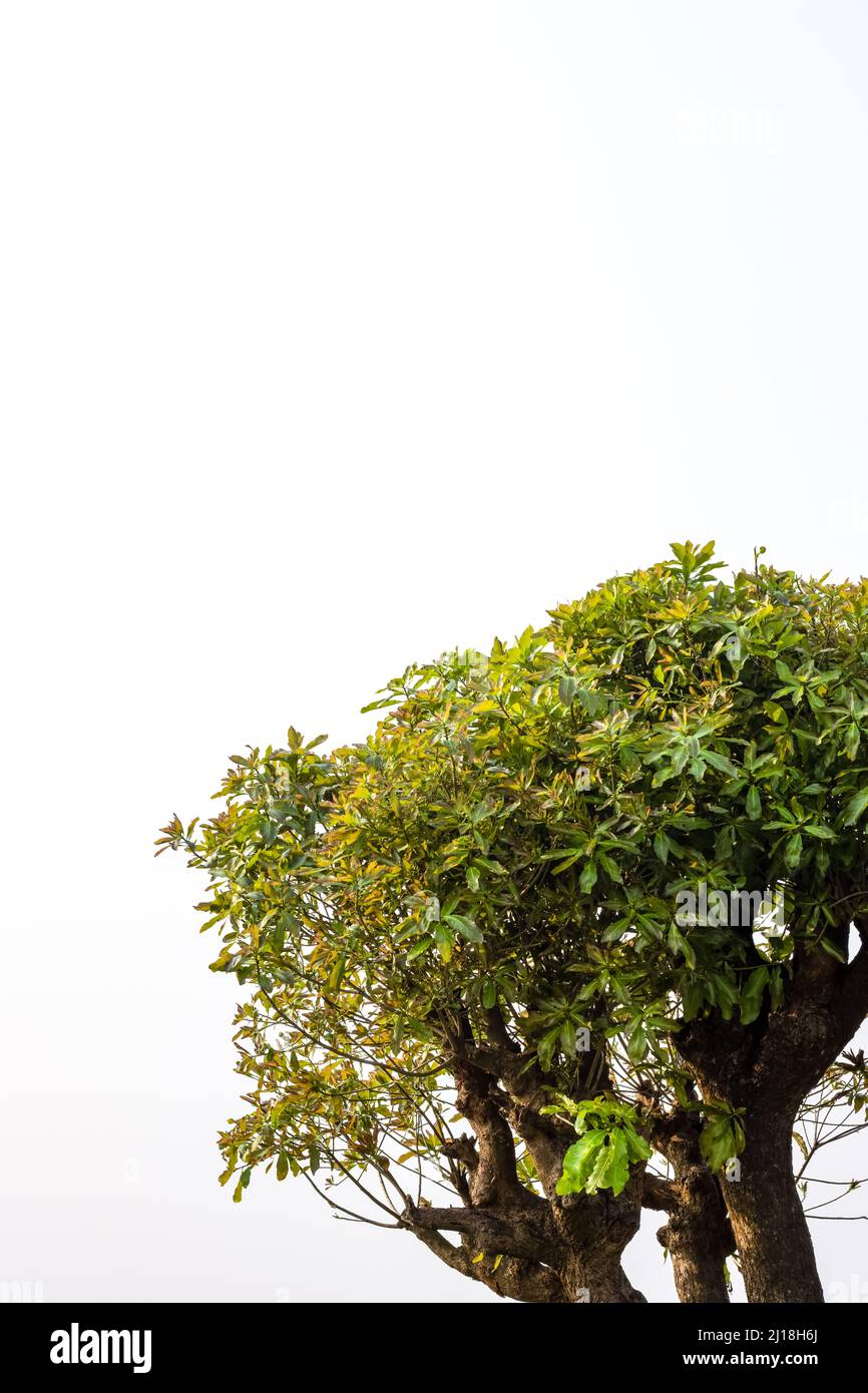 Barringtonia acutangula tree stem with newly growing green leaves on ...