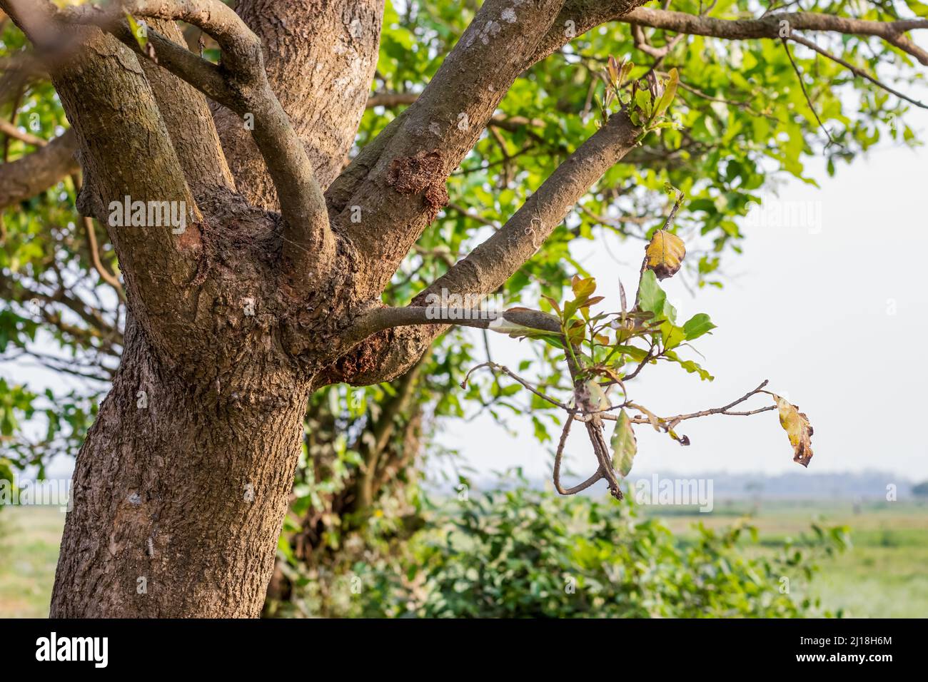 Barringtonia acutangula tree trunk with branches and leaves close up ...