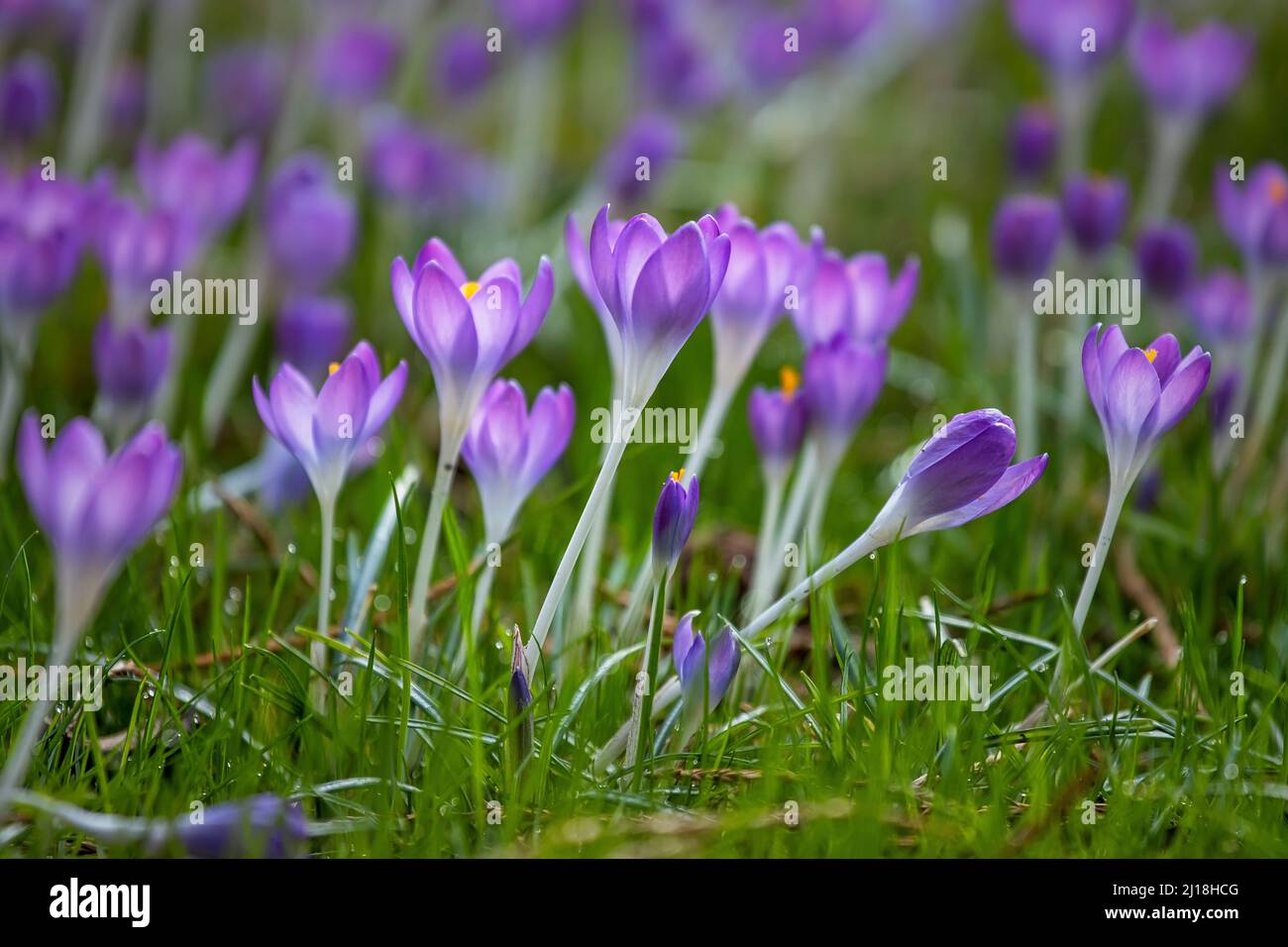 Beautiful crocus flowers, springtime natural outdoor background Stock ...