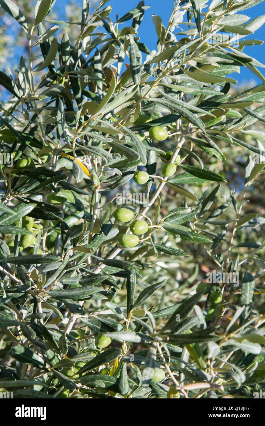 Close up of an olive tree, Olea europaea, with green olives. Algarve ...