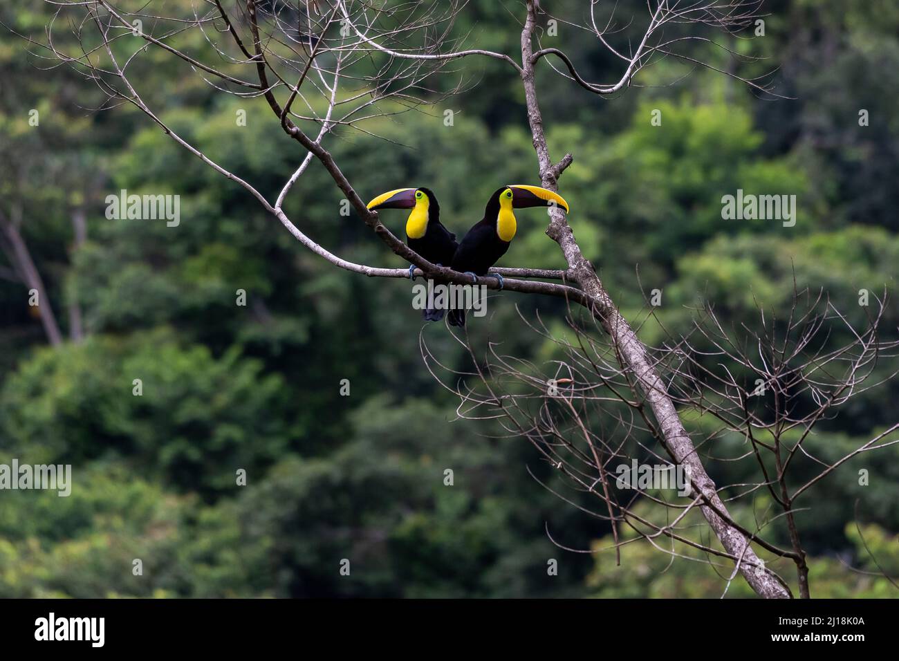 Beautiful close up view of a wild Toucan in the Natural Rain Forest in ...