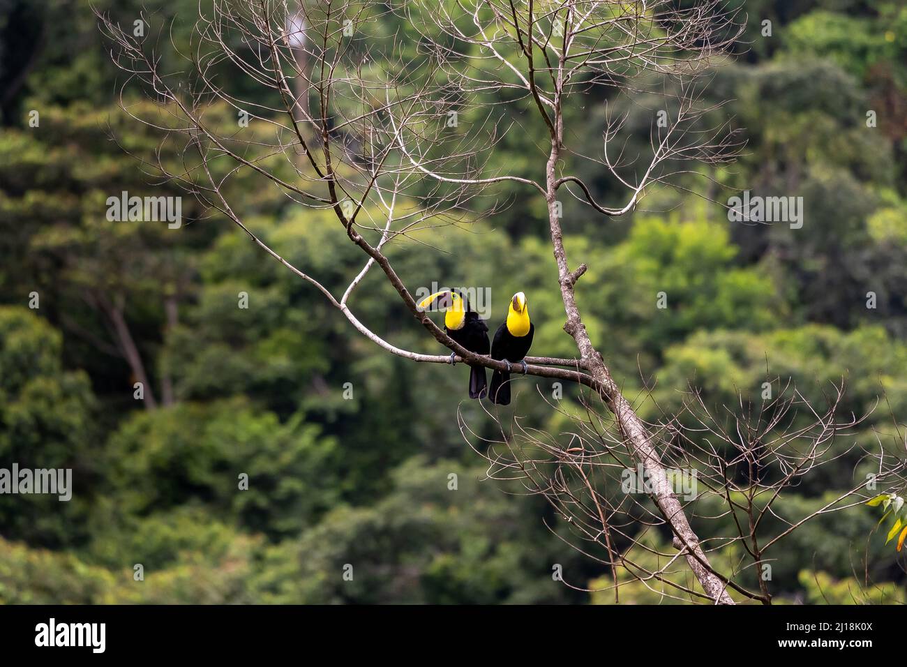 Beautiful close up view of a wild Toucan in the Natural Rain Forest in ...