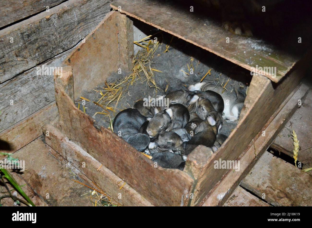 Cute grey purebreed rabbits cubs Stock Photo - Alamy