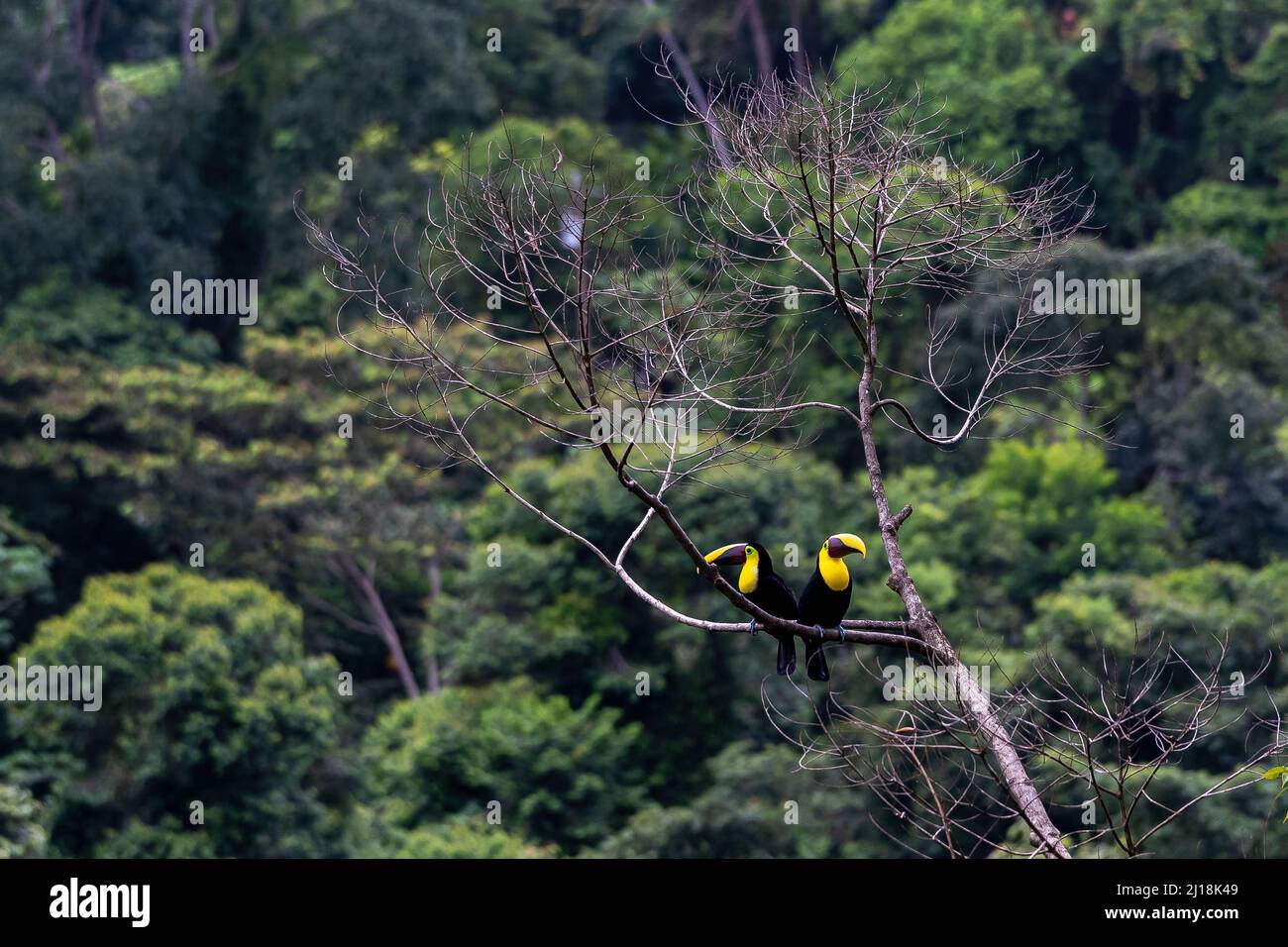 Beautiful close up view of a wild Toucan in the Natural Rain Forest in ...