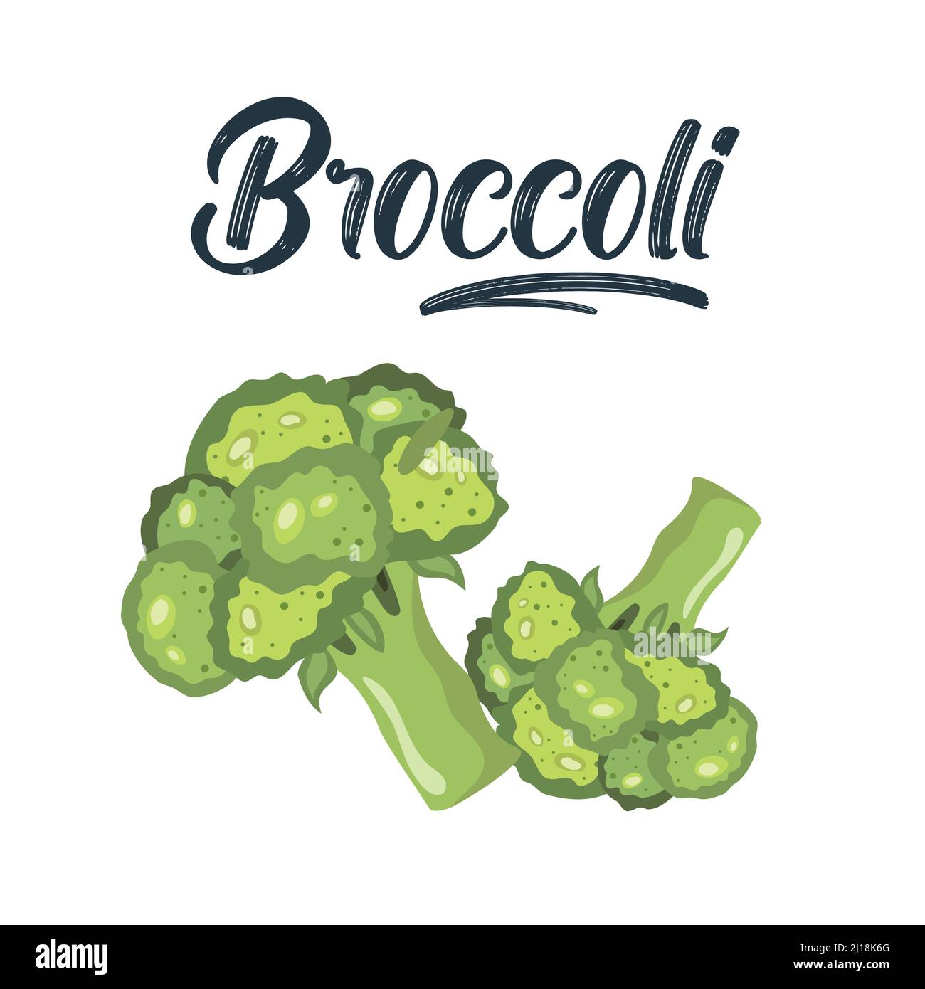 Broccoli hand draw illustration. Broccoli isolatet. Green fresh ...