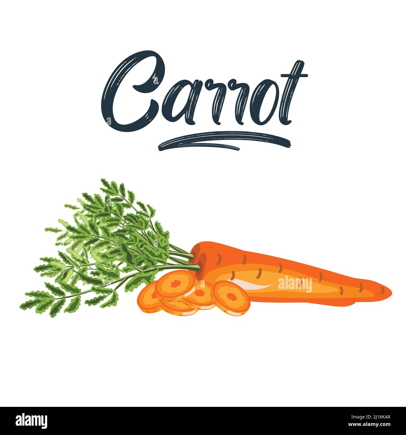 Carrot isolated on white background. Vector illustration of fresh ...