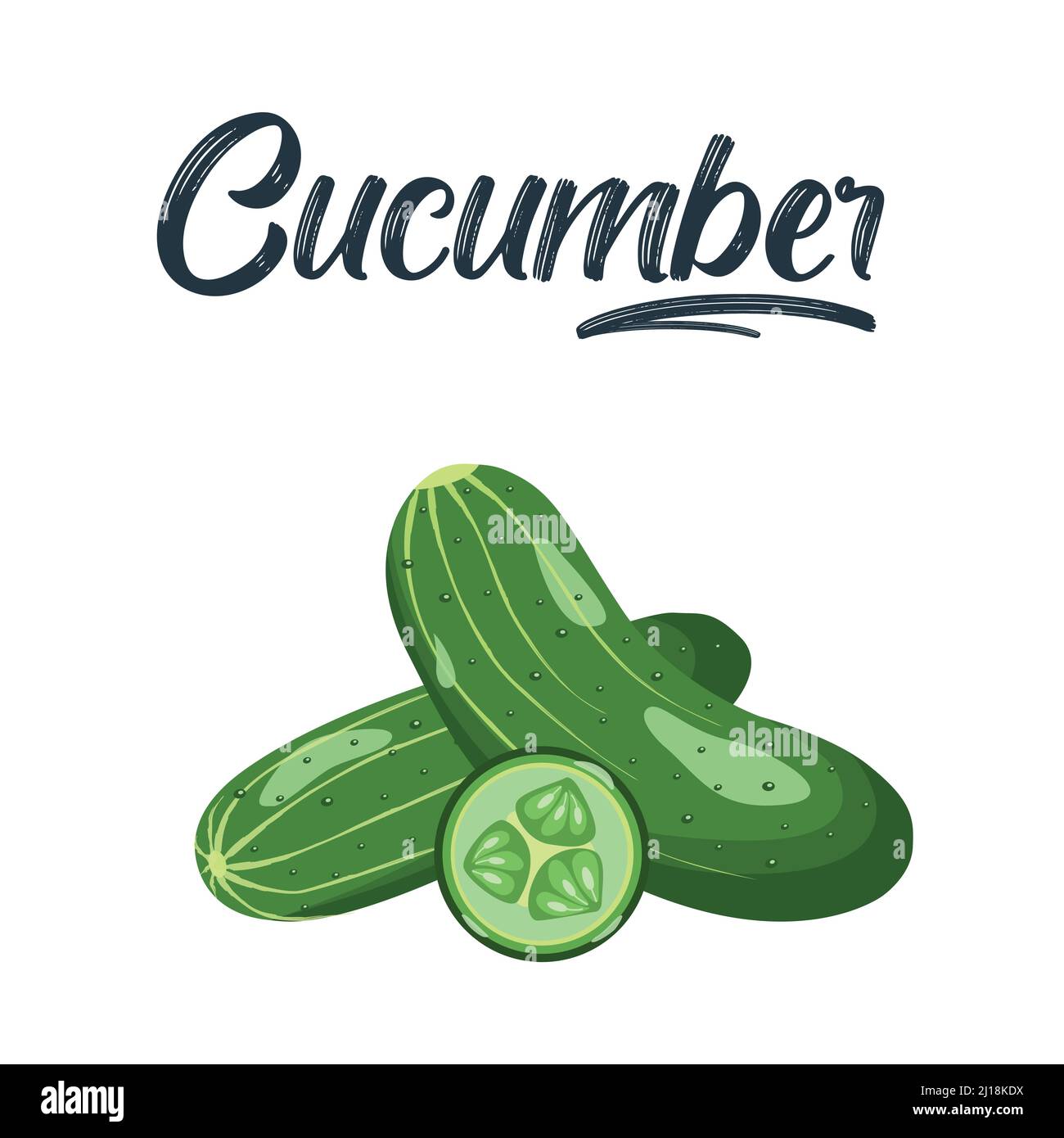 Vector realistic cucumber with green stem leaves and flowers. Organic ...