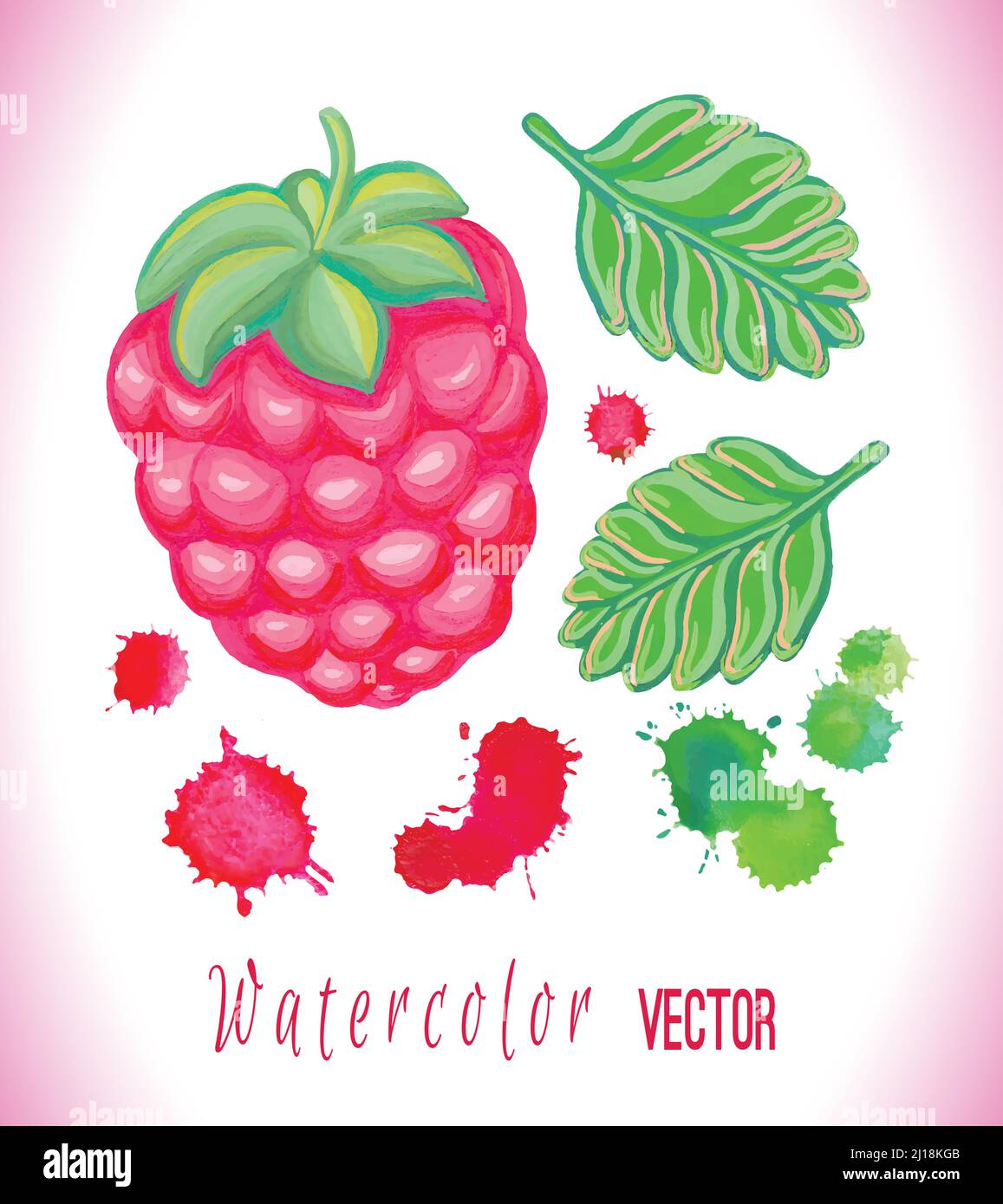 Hand painted raspberry isolated on white background Stock Vector Image ...
