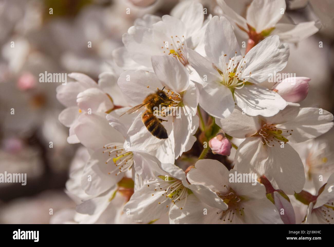 Bee cherry tree pollinator uk hi-res stock photography and images - Alamy
