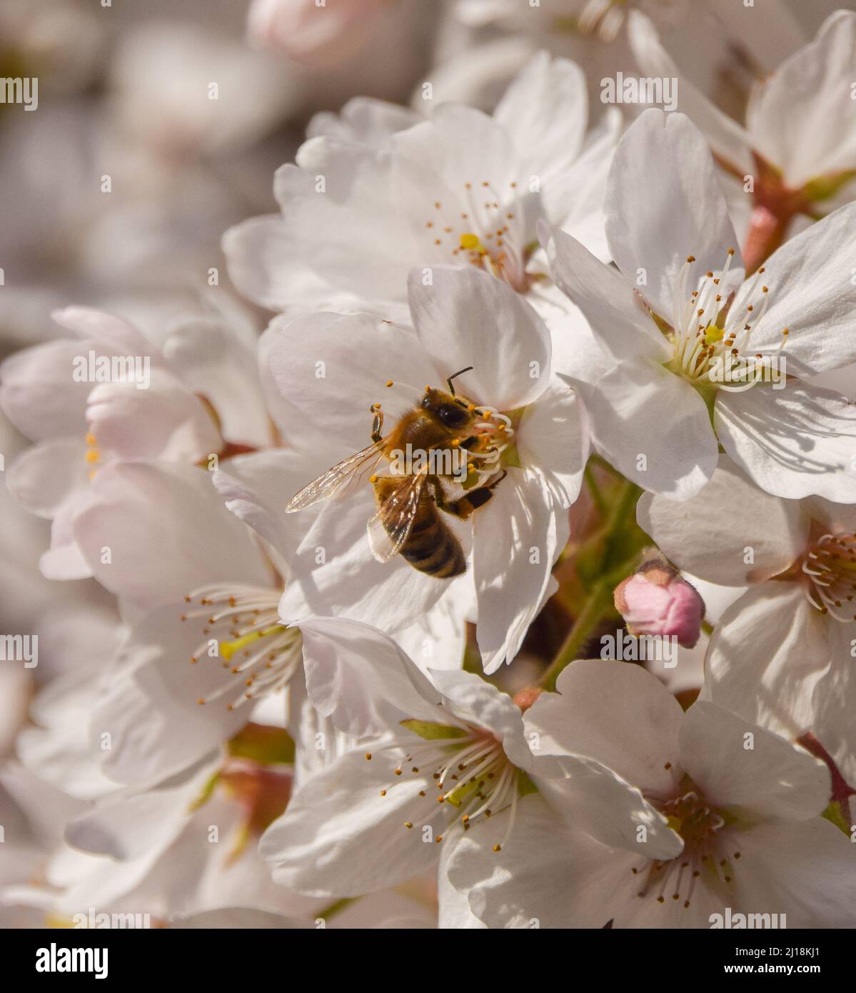 Bee cherry tree pollinator uk hi-res stock photography and images - Alamy