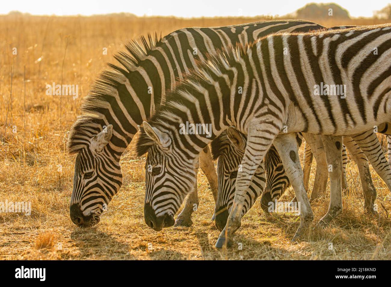Plains Zebra, Kruger National Park Stock Photo - Alamy