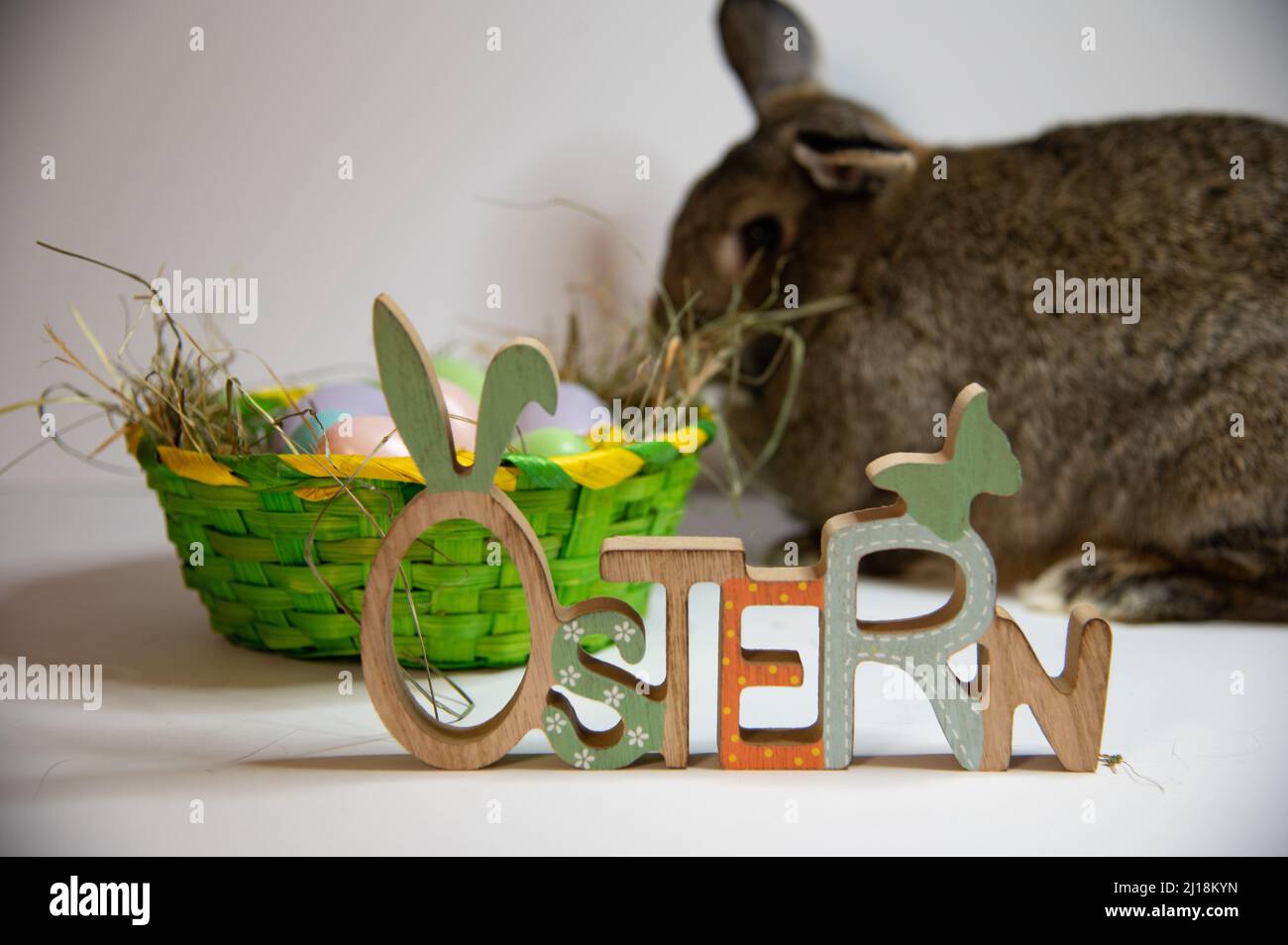 The Easter bunny rabbit with colorful eggs, Ostern Stock Photo - Alamy