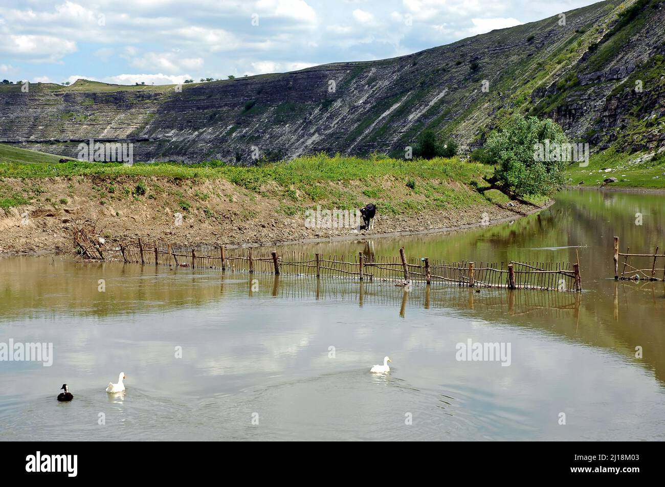 The Raut River in Orhei National Park, Moldova. Ducks on the river ...