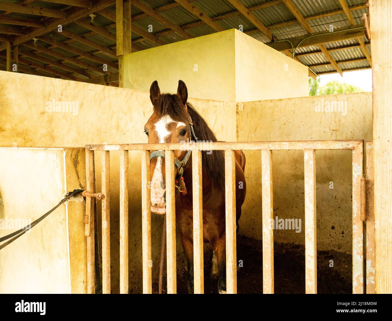 Horse in stable close-up Stock Photo - Alamy