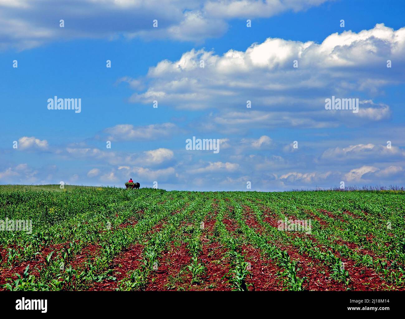 A farm near Old Orhei and Trebujeni in Moldova. A farmer sits on a cart ...