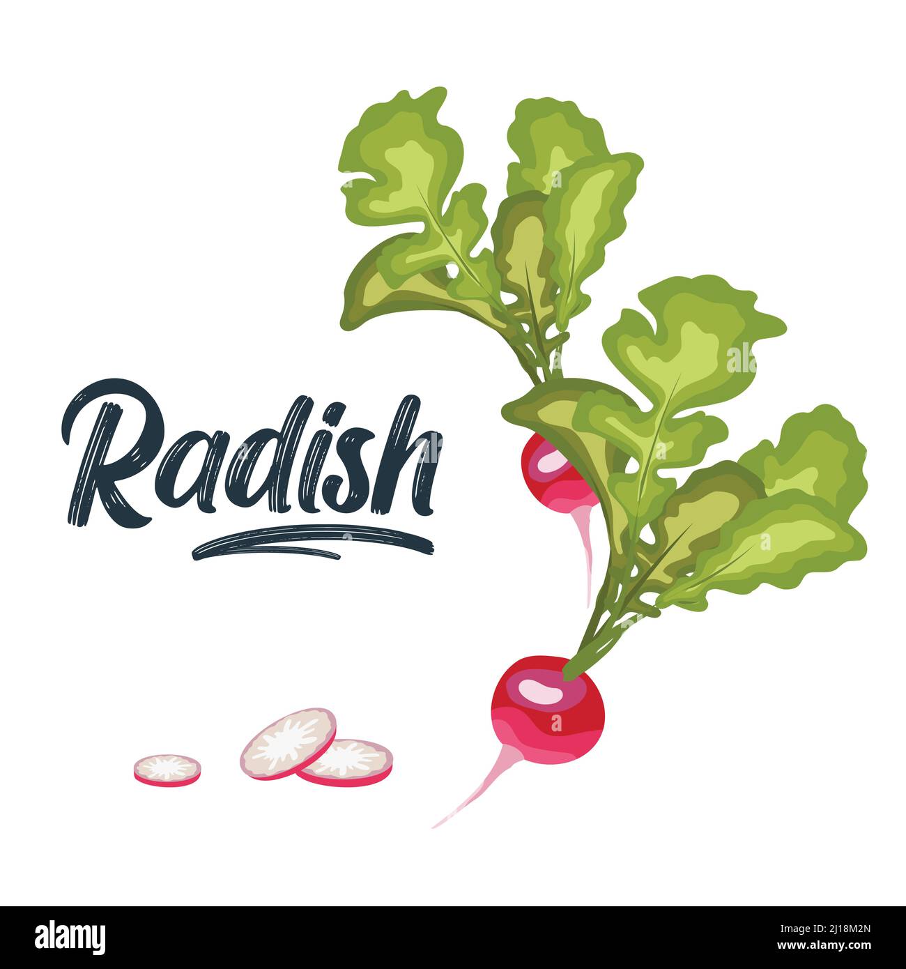 Radish isolated icon on white background. Radish vector illustration ...