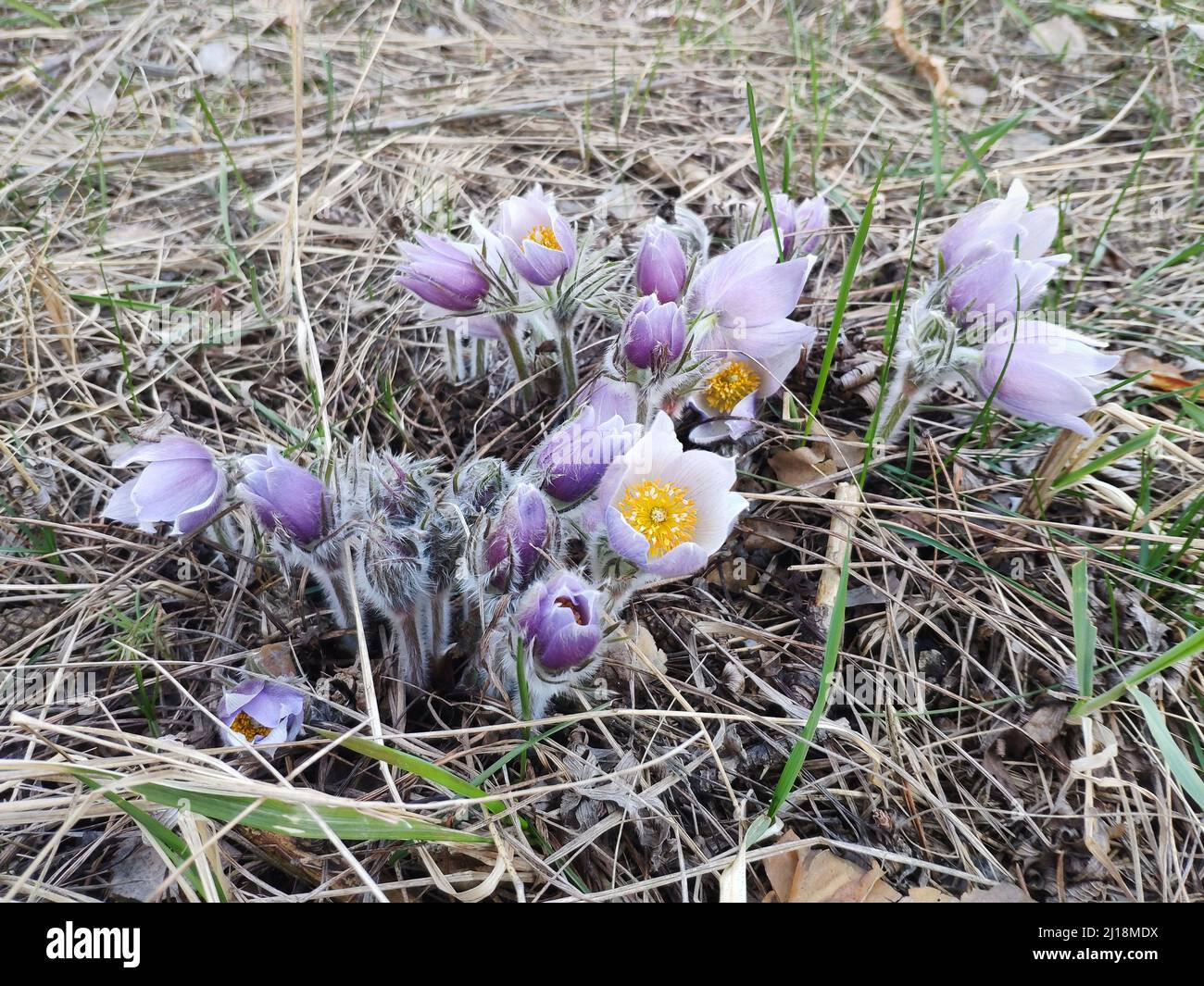 Group of purple pasque flowers on mountain. Spring flower Stock Photo ...