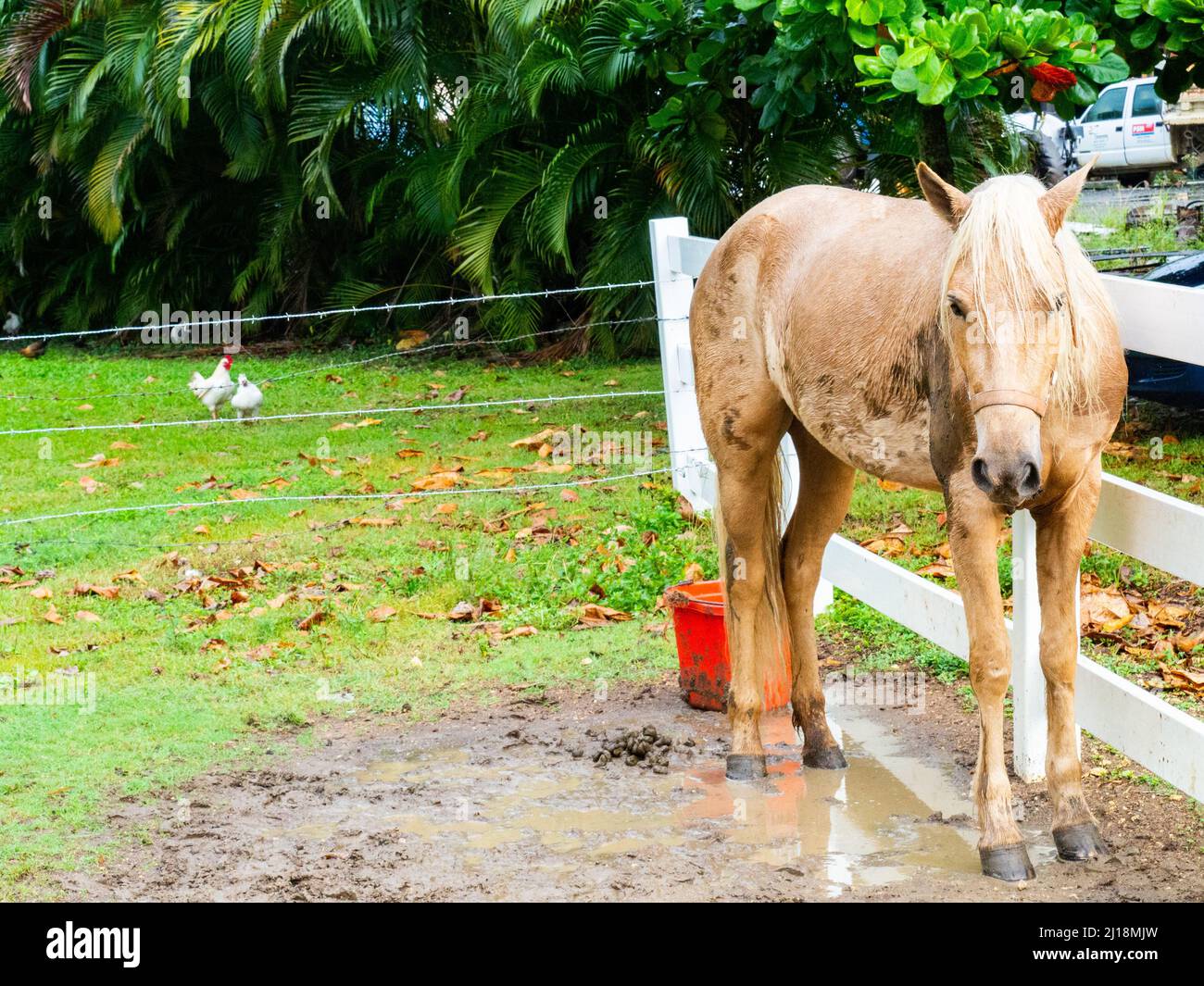 Horse in Corral Stock Photo - Alamy