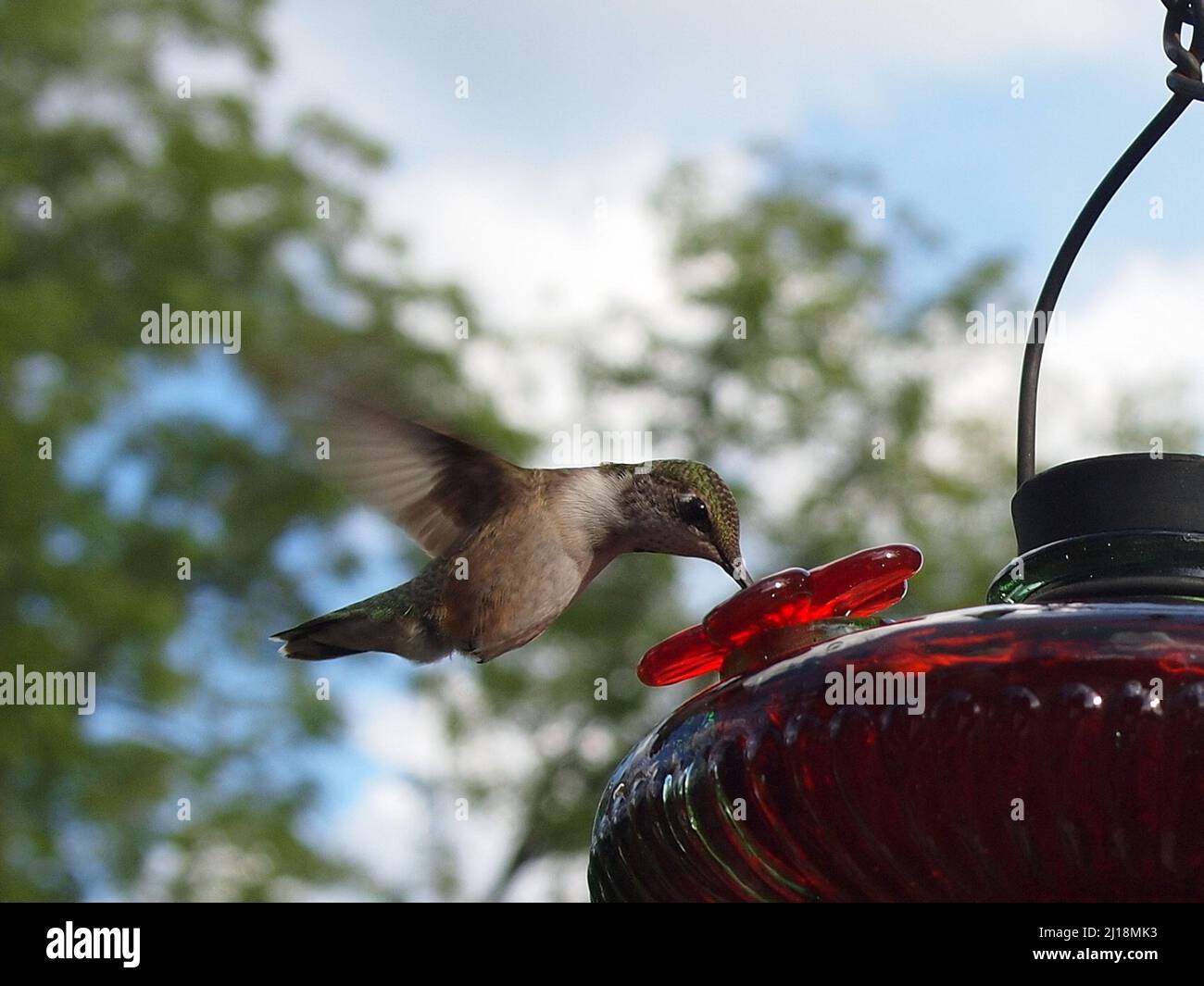 hummingbird feeding in flight on backyard garden Stock Photo - Alamy