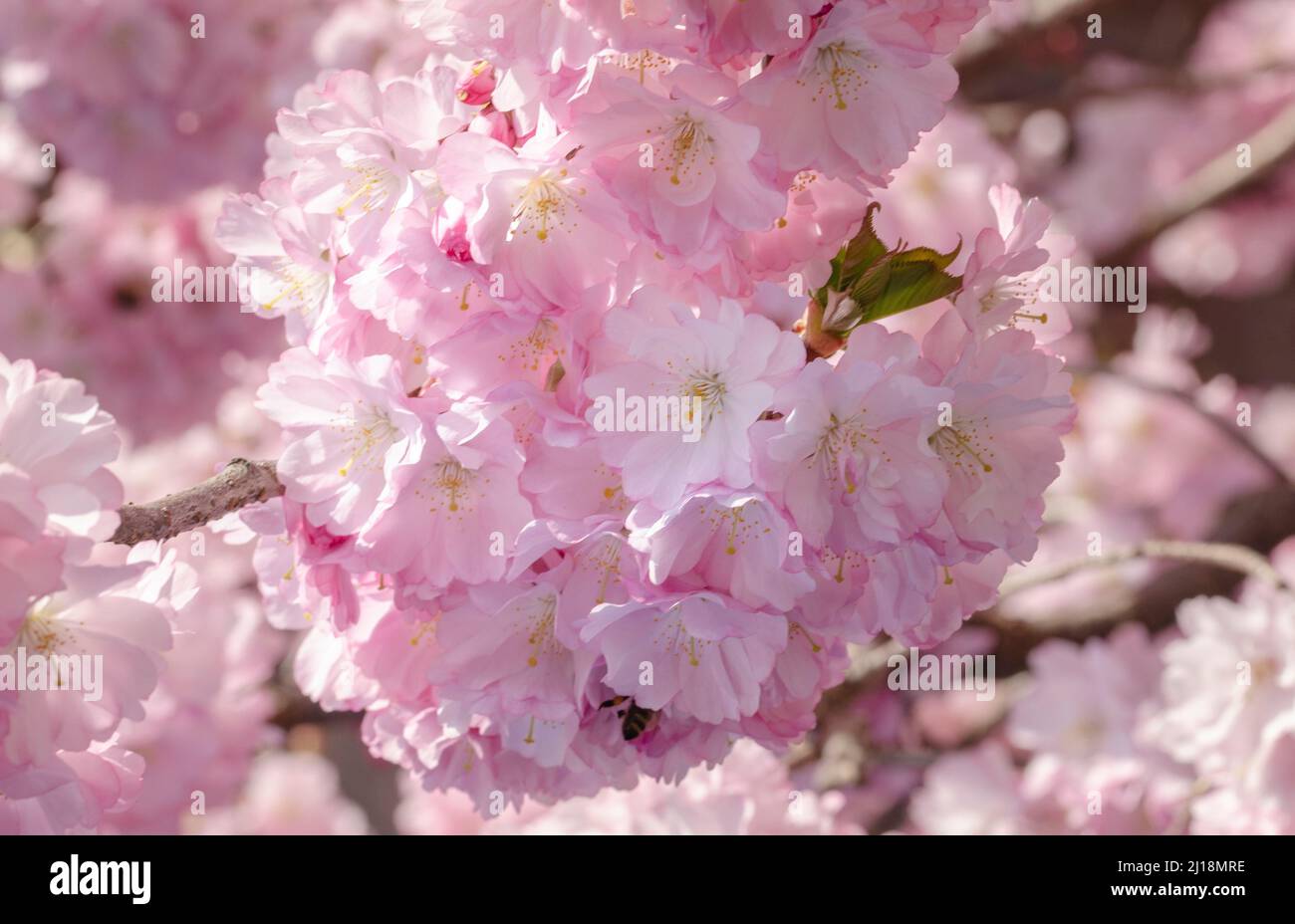 beautiful pink japanese cherry blossoms Stock Photo - Alamy