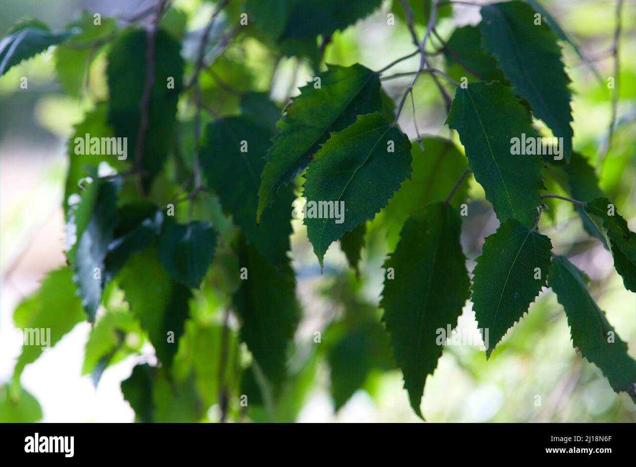 Hoheria hi-res stock photography and images - Alamy