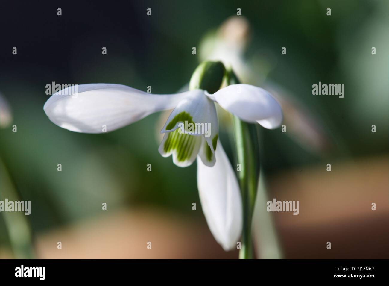 Arnott Snowdrop / Galanthus 'S. Arnott' Stock Photo - Alamy