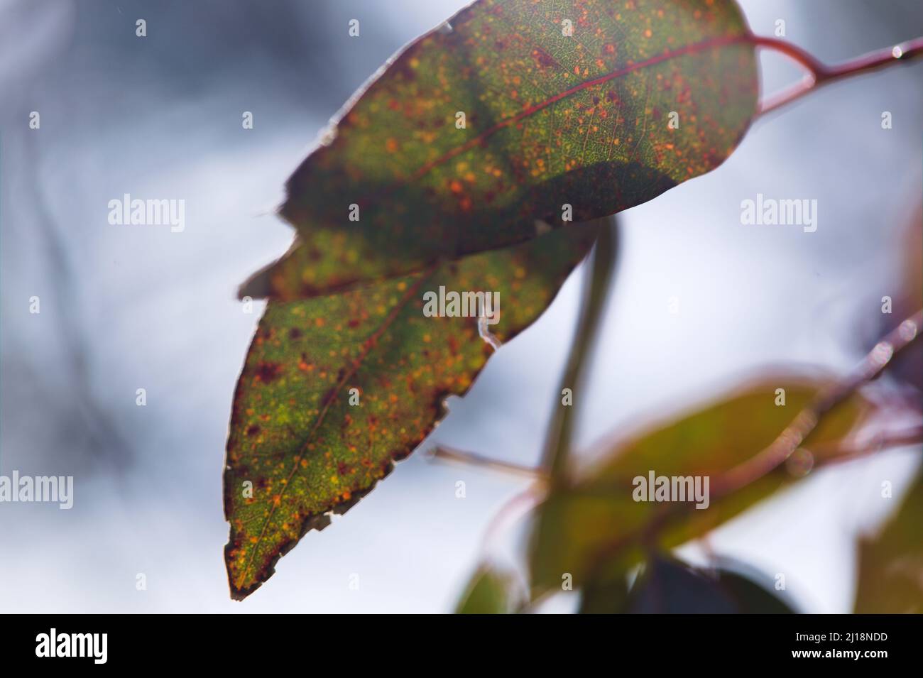 Beauty of Nature Concept - Close-up of tree leaves backlit by the sun ...