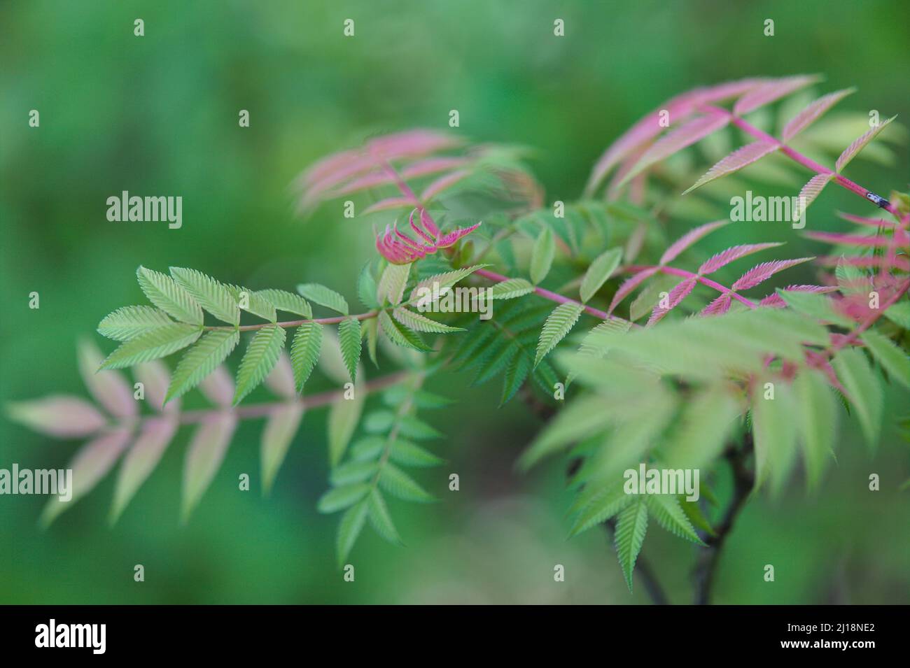 Close-up of colourful leaves of False Goat's Beard plant / Sorbaria ...