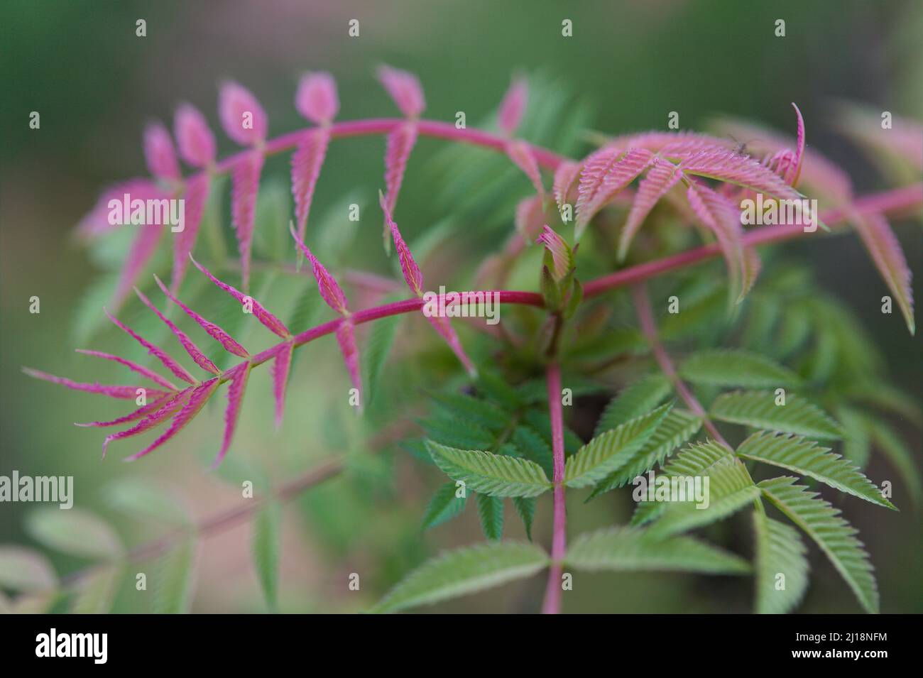 Close-up of colourful leaves of False Goat's Beard plant / Sorbaria ...
