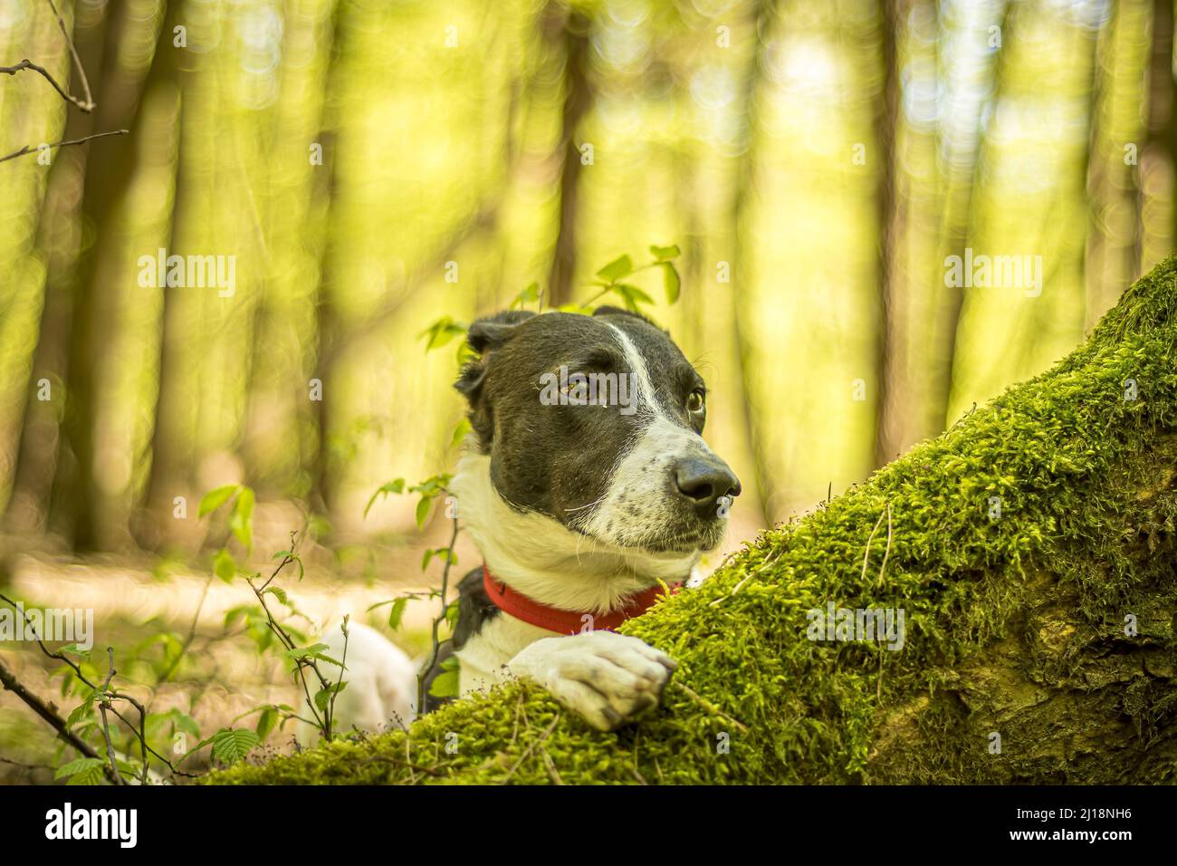 A closeup of a black and white dog posing behind a mossy tree root in a ...