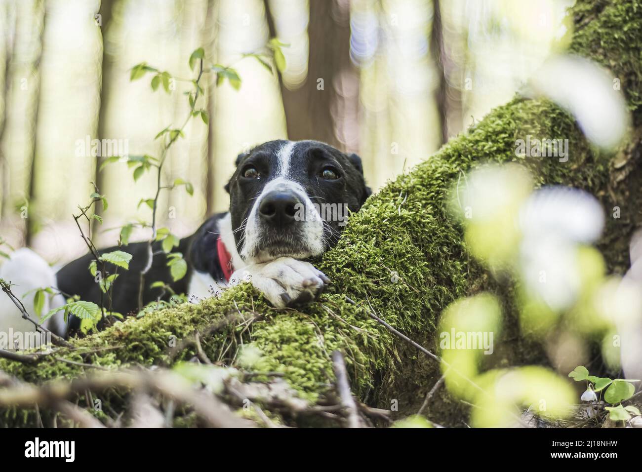 A closeup of a black and white dog posing behind a mossy tree root in a ...
