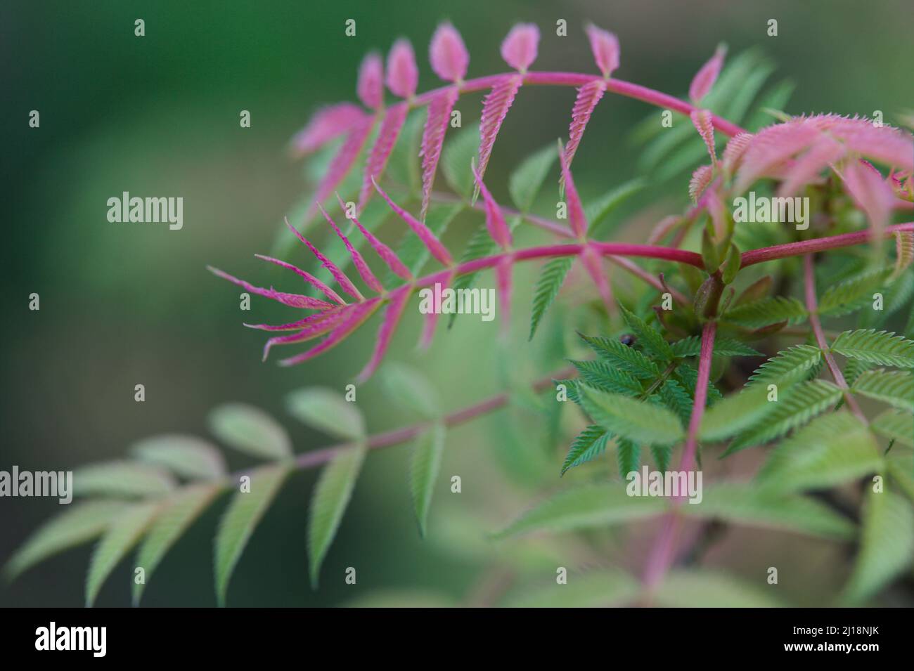 Close-up of colourful leaves of False Goat's Beard plant / Sorbaria ...