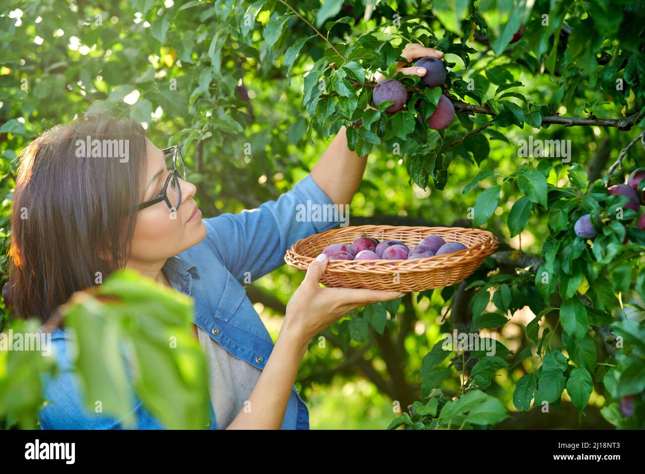 Woman picking ripe plums from tree in basket Stock Photo - Alamy