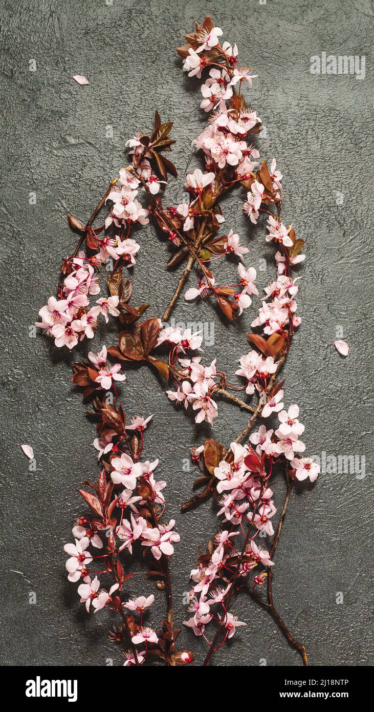 spring background with cherry blossoms Stock Photo - Alamy