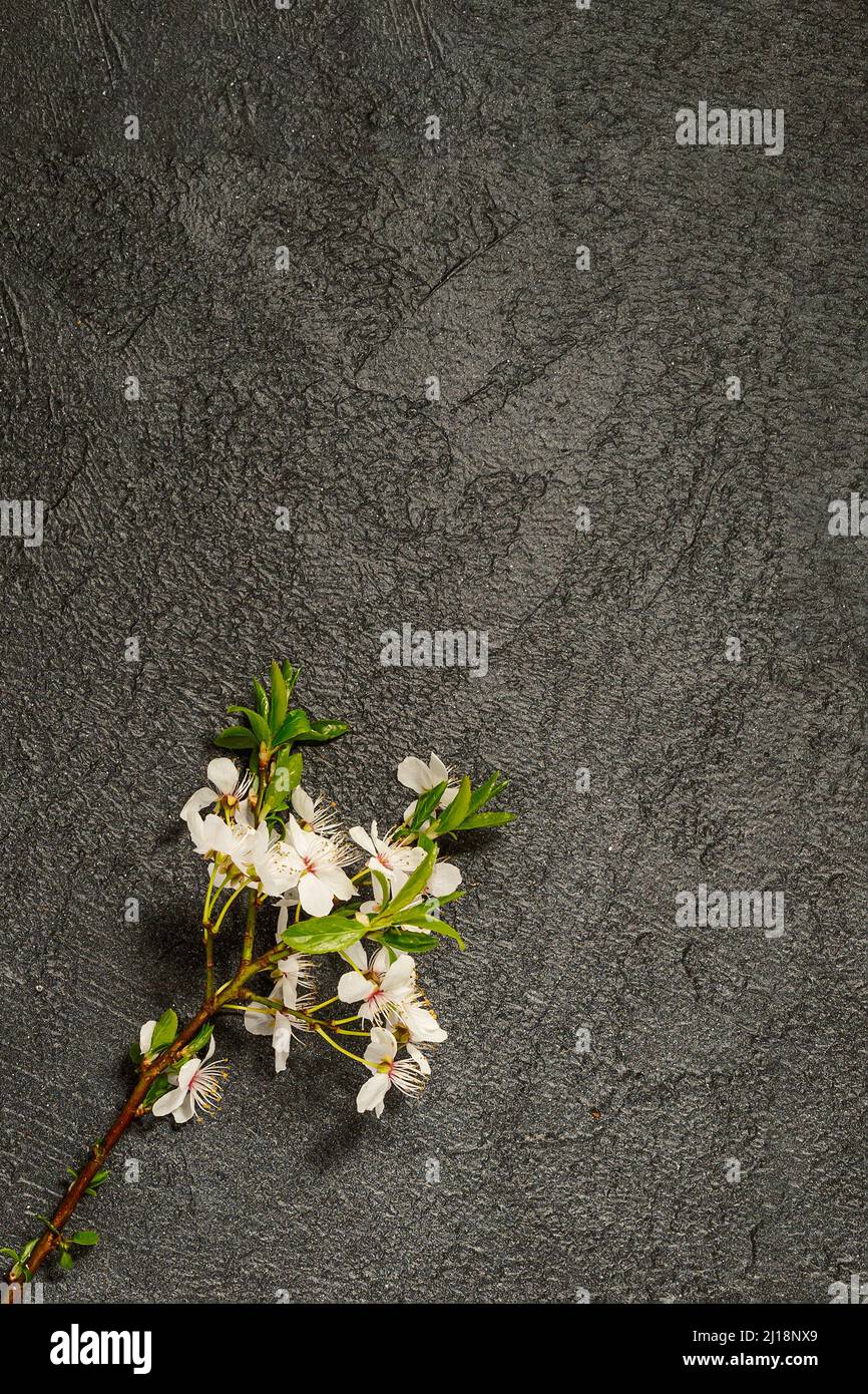 spring background with cherry blossoms Stock Photo - Alamy