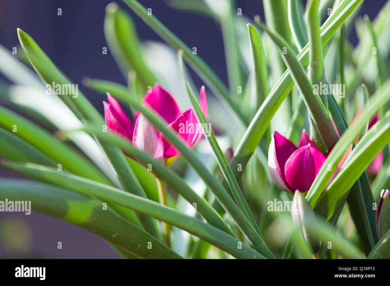 Close-up of Spring Flowering Tulips , Tulipa humilis 'Persian Pearl ...