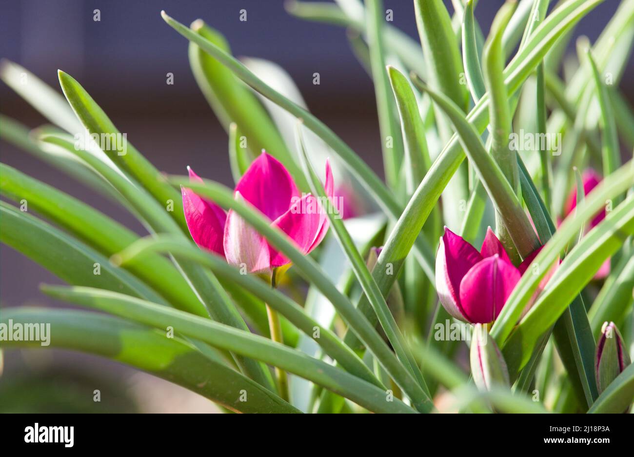 Close-up of Spring Flowering Tulips , Tulipa humilis 'Persian Pearl ...