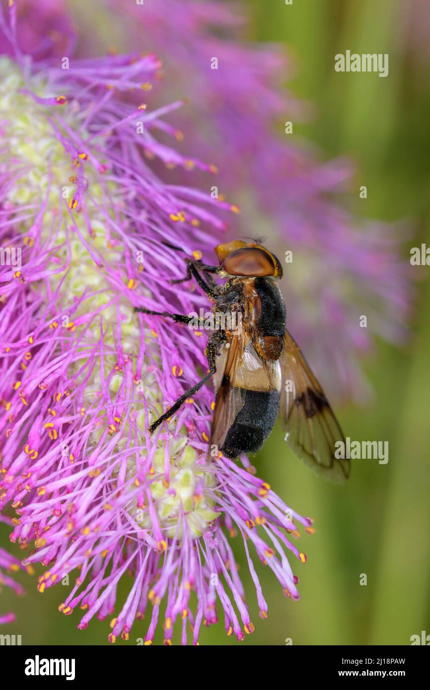 Volucella Pellucens The Pellucid Fly Or Large Pied-hoverfly On A ...