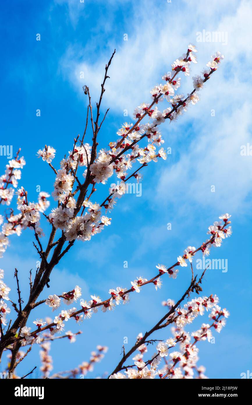 apple blossom in front of the blue sky. nature background on a sunny ...