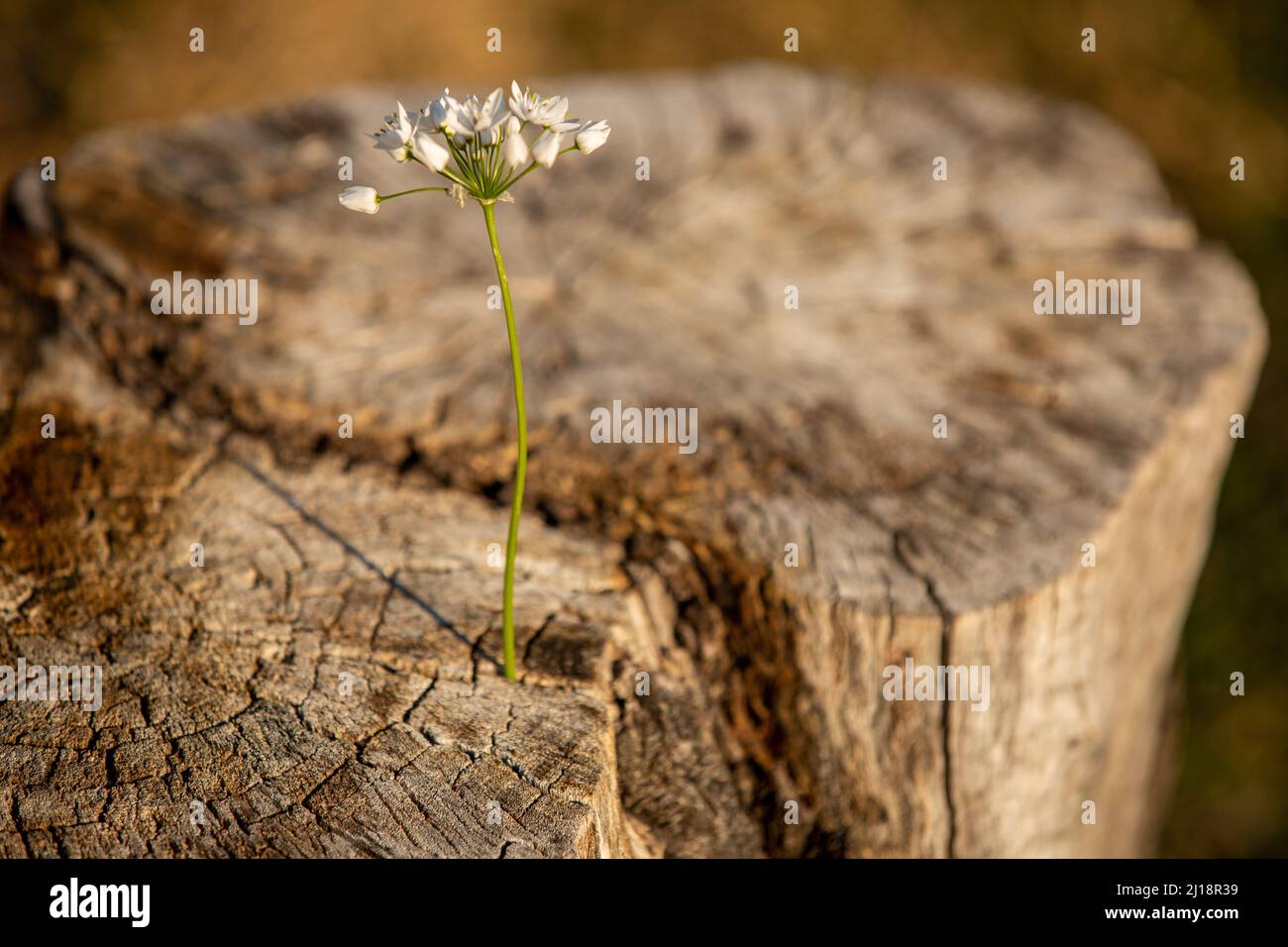 flower growing inside a cut tree Stock Photo - Alamy