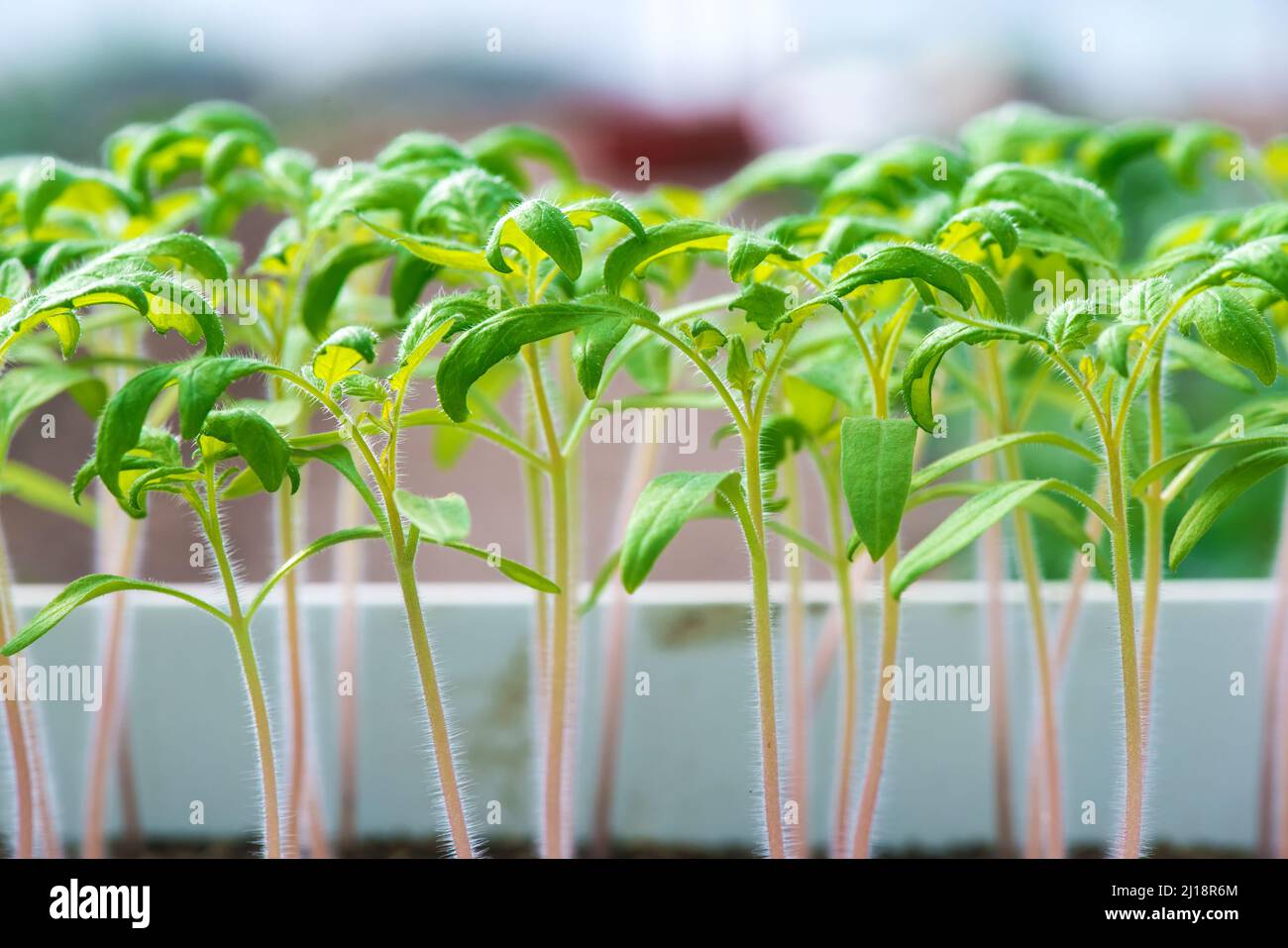 Tomato production line hi-res stock photography and images - Alamy