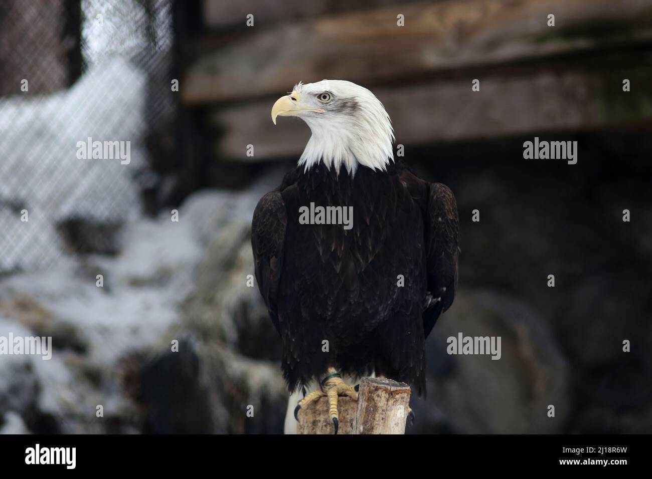 close up portrait of bald eagle in the zoo. Image contains copy space ...