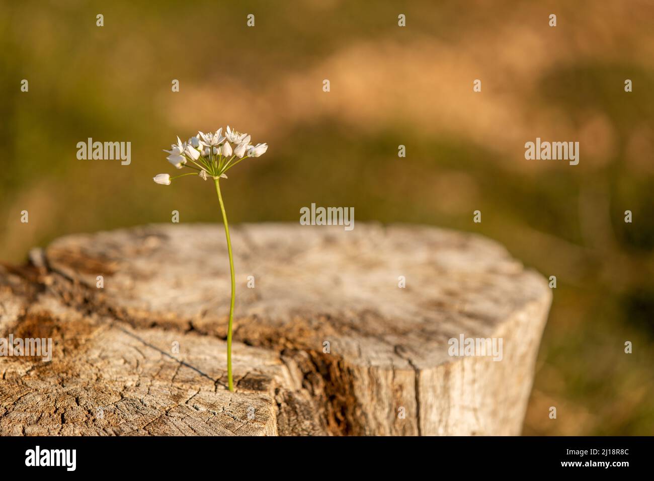 flower growing inside a cut tree Stock Photo - Alamy