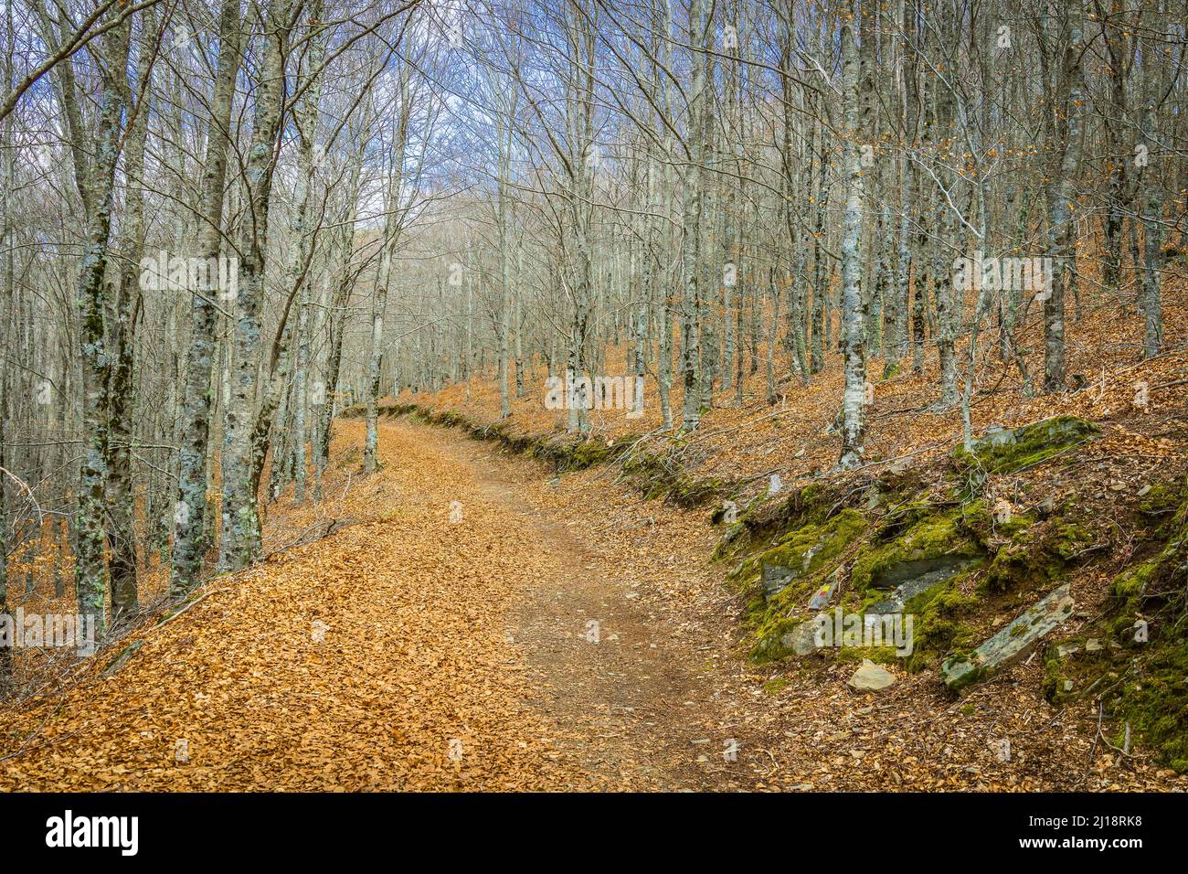 The Beautiful beeches forest in the winter. Beeches forest in the ...