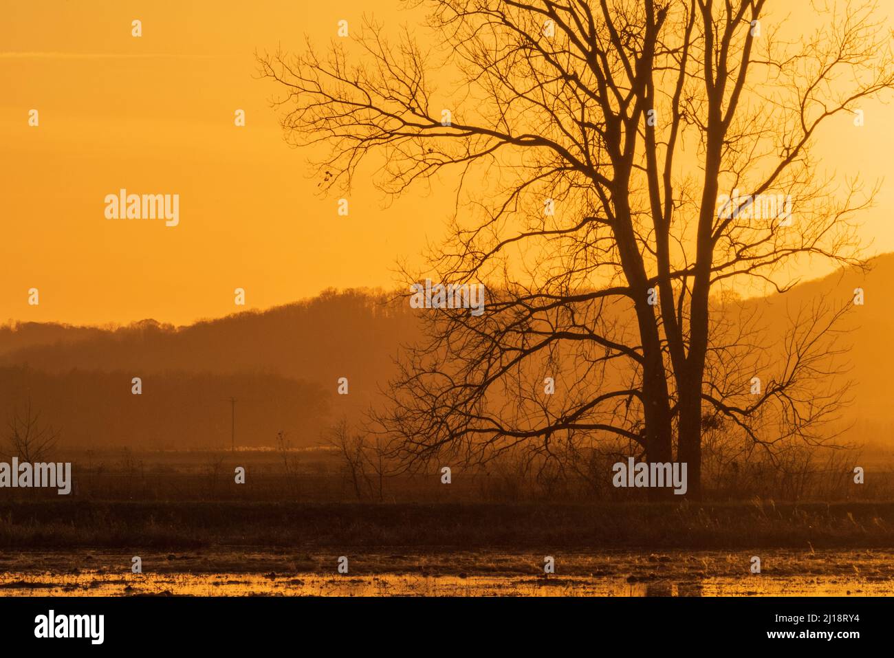 Bare trees in the Prairie Slough Conservation Area in Missouri are ...