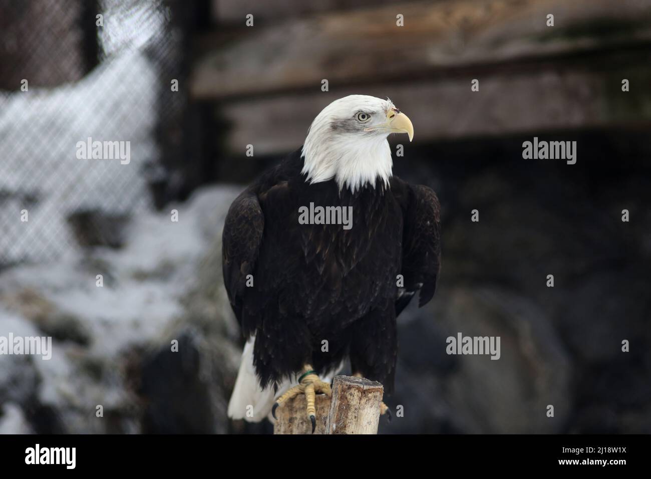 close up portrait of bald eagle in the zoo. Image contains copy space ...