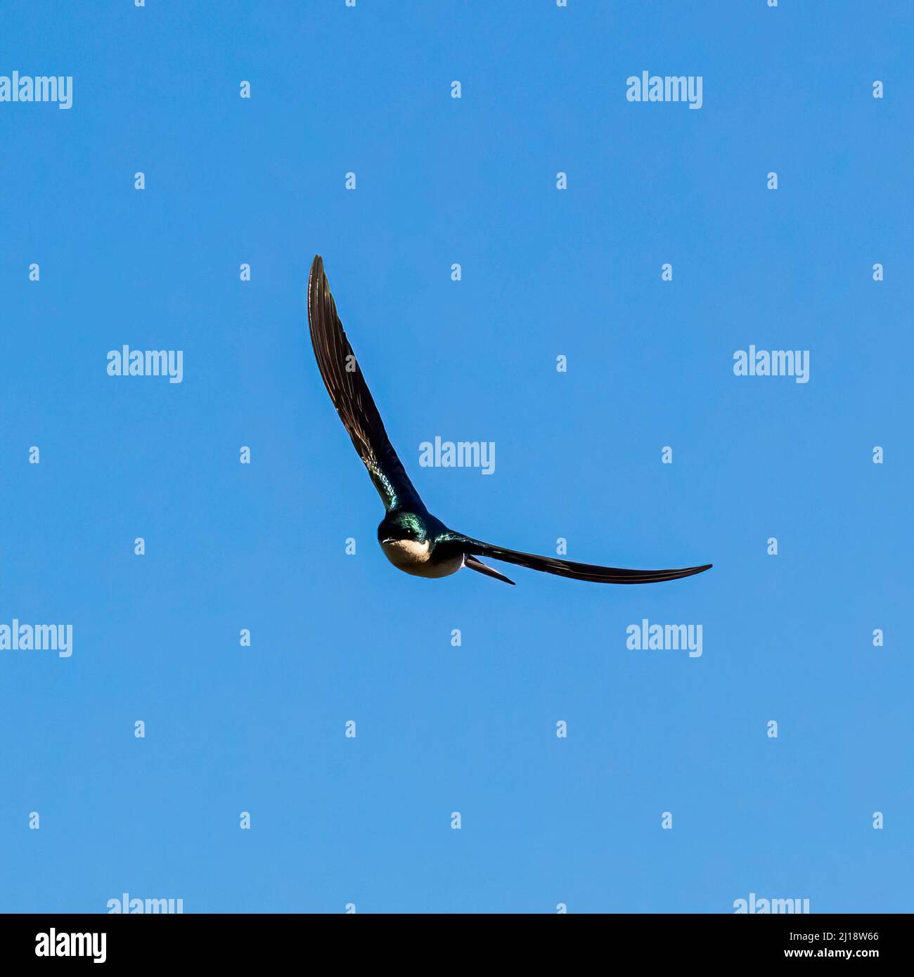 This Tree Swallow is flying with its wings curved upward. It is coming ...