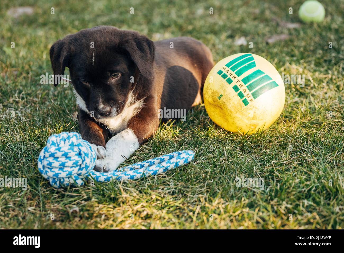 Dark yellow labrador retriever hi-res stock photography and images - Alamy