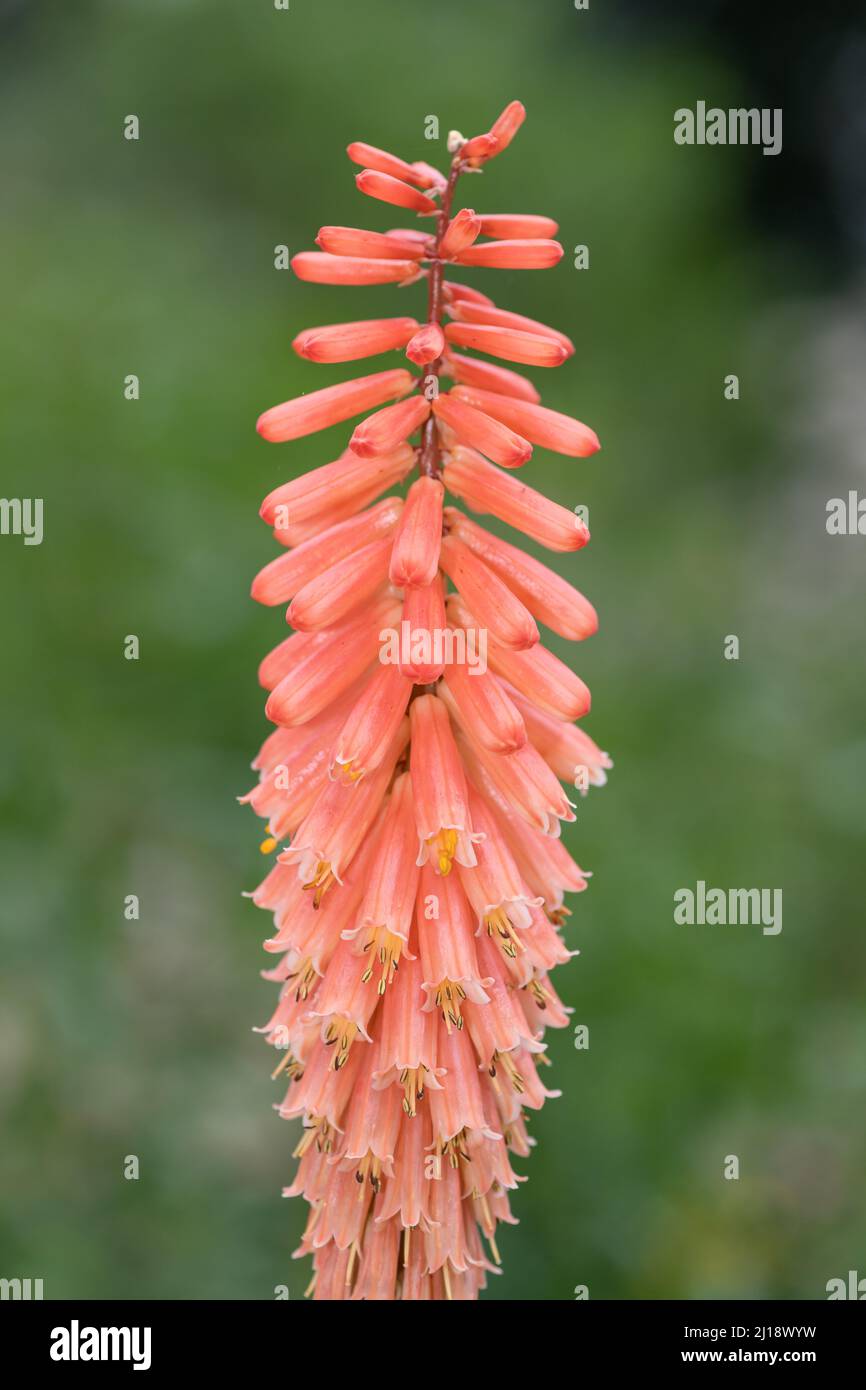 Close up of a torch lily flowers in bloom Stock Photo - Alamy