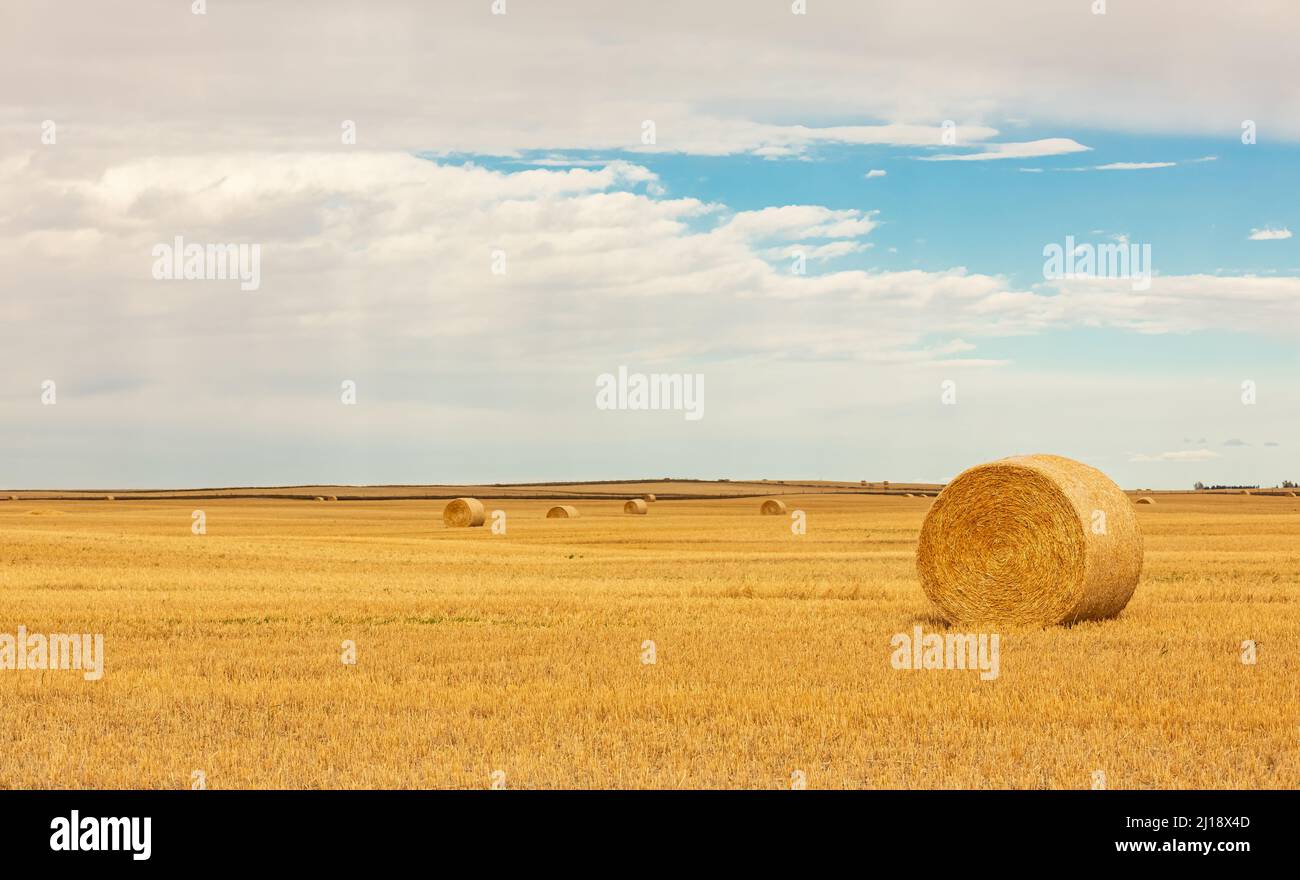 Hay barley crop hi-res stock photography and images - Alamy